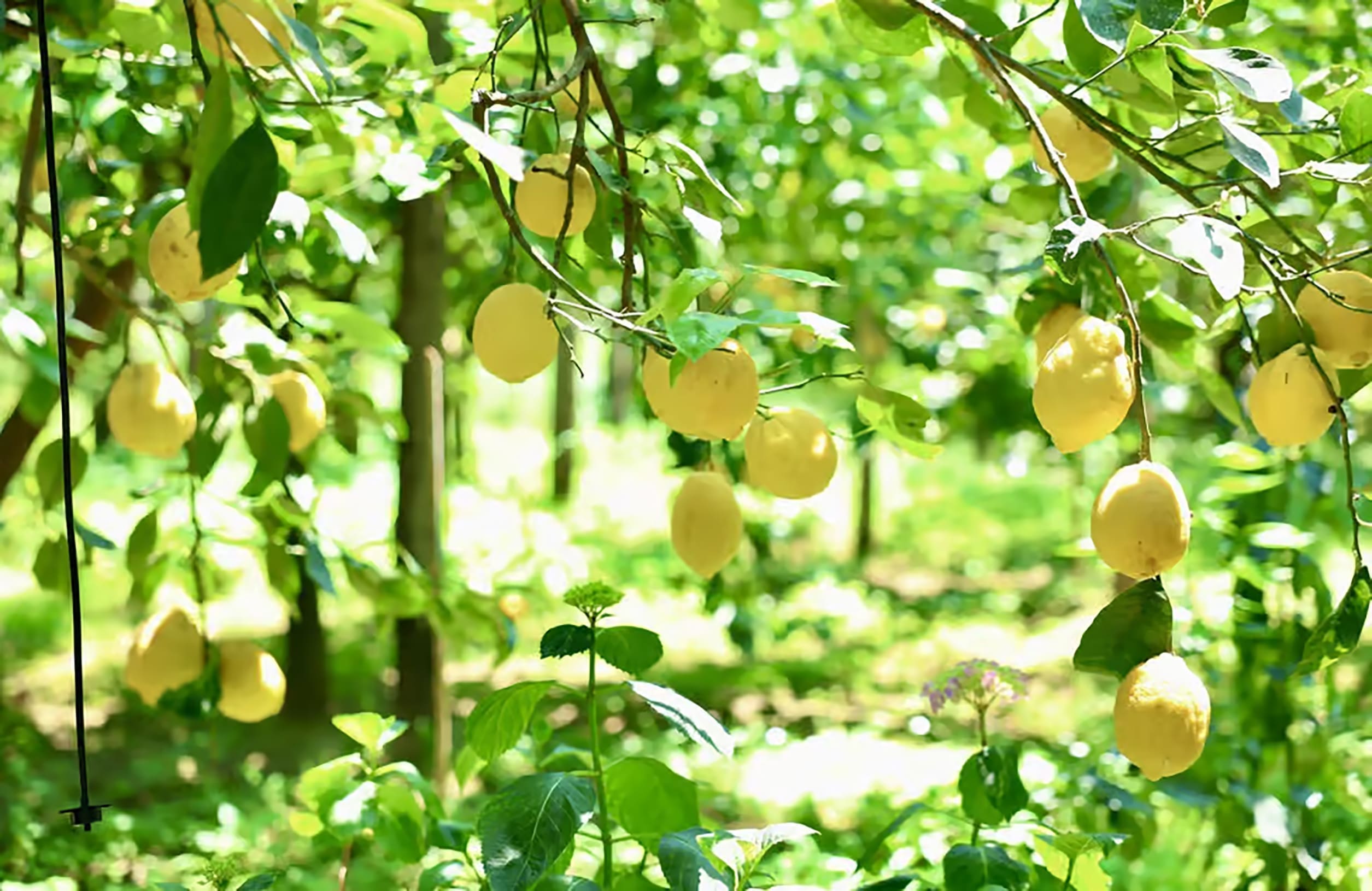 Sorrento Lemon Grove From Naples: Guided Tour with tastings - Instazione